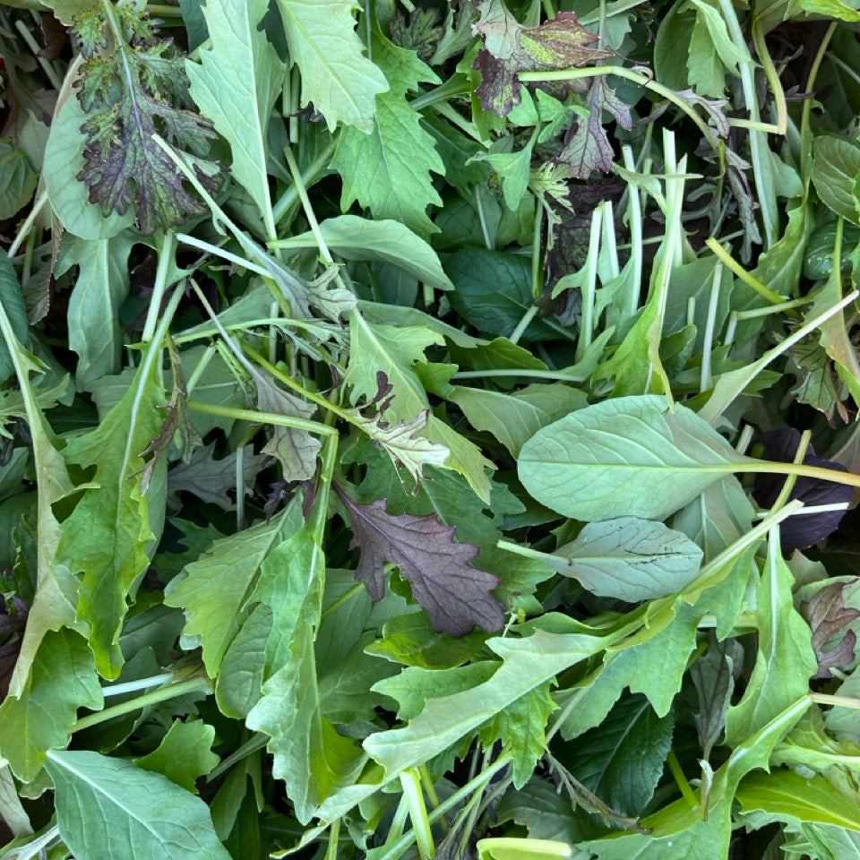 Asian Greens Mix – Vernon Street Farm