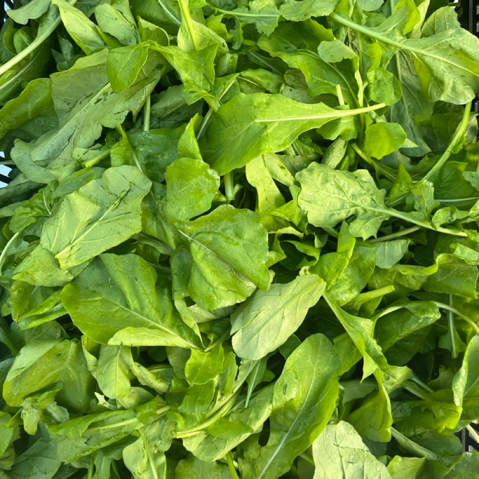 Arugula – Vernon Street Farm
