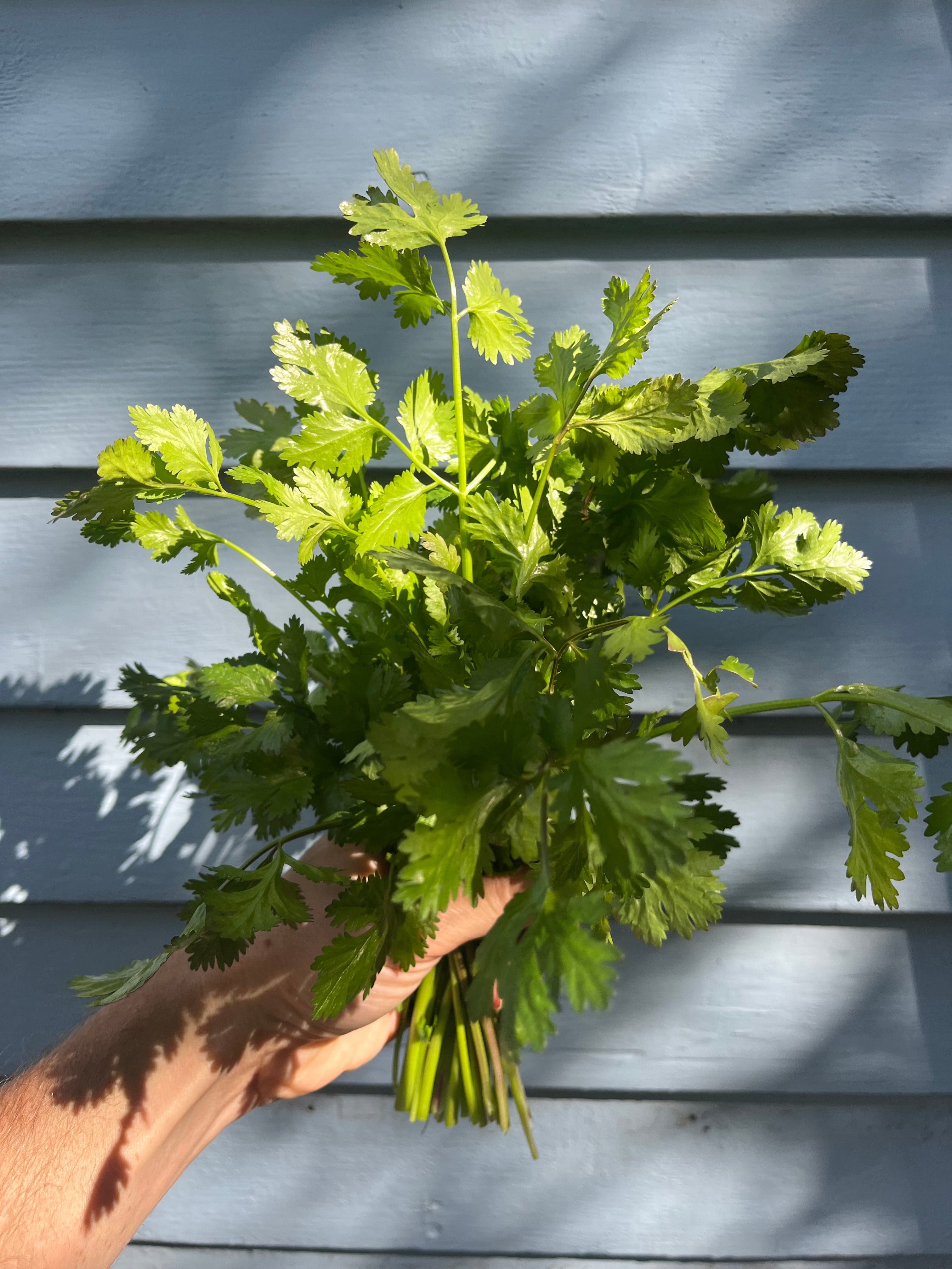Cilantro – Vernon Street Farm